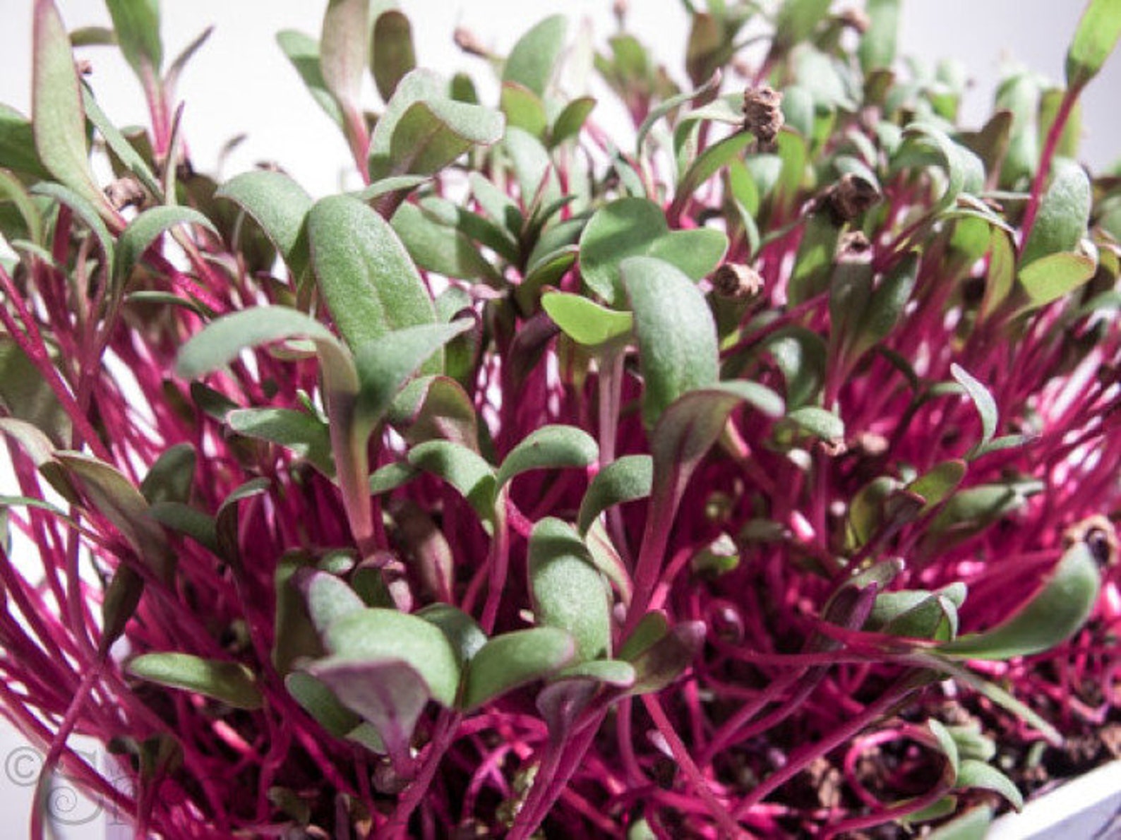 Micro Greens - The Terrace Foundation